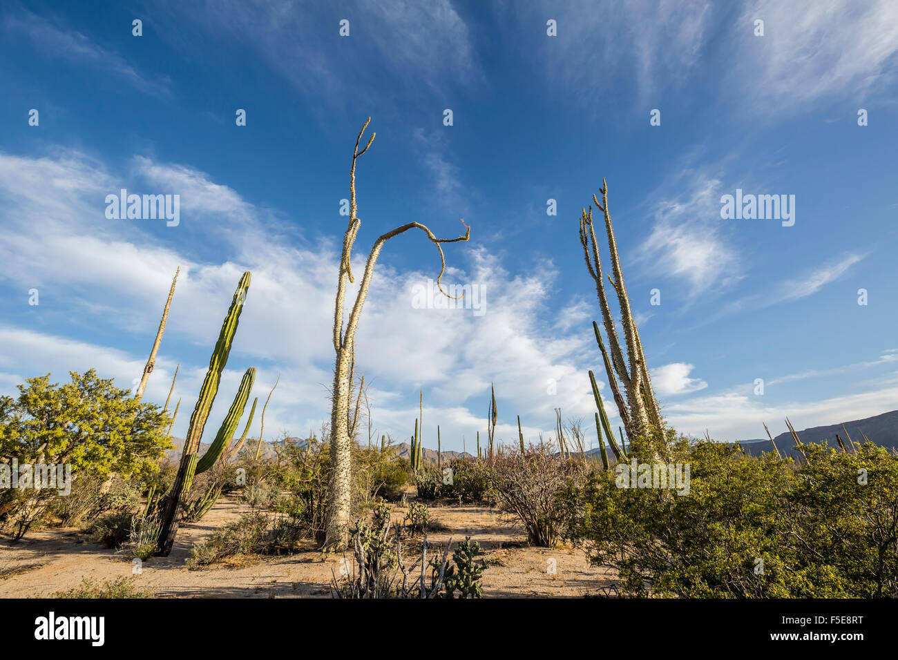 Boojum tree (Cirio) (Fouquieria columnaris) at sunset near Bahia de Los ...