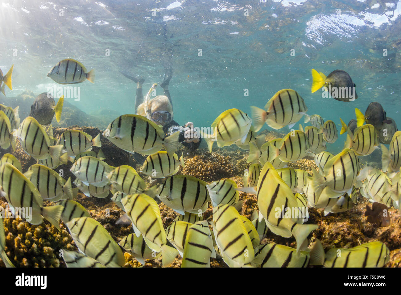 Convict fish hi-res stock photography and images - Alamy