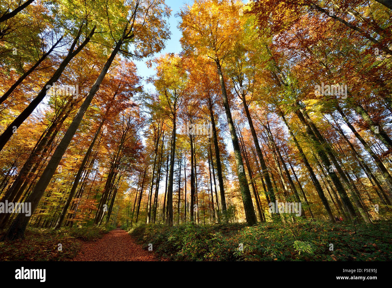 Famous by its bluebells Hallerbos in autumn Stock Photo - Alamy