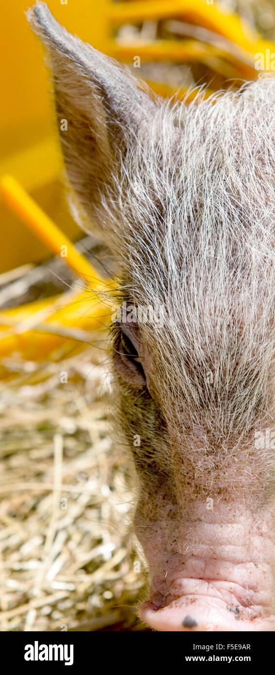 the young boars eating hay in a corral Stock Photo - Alamy