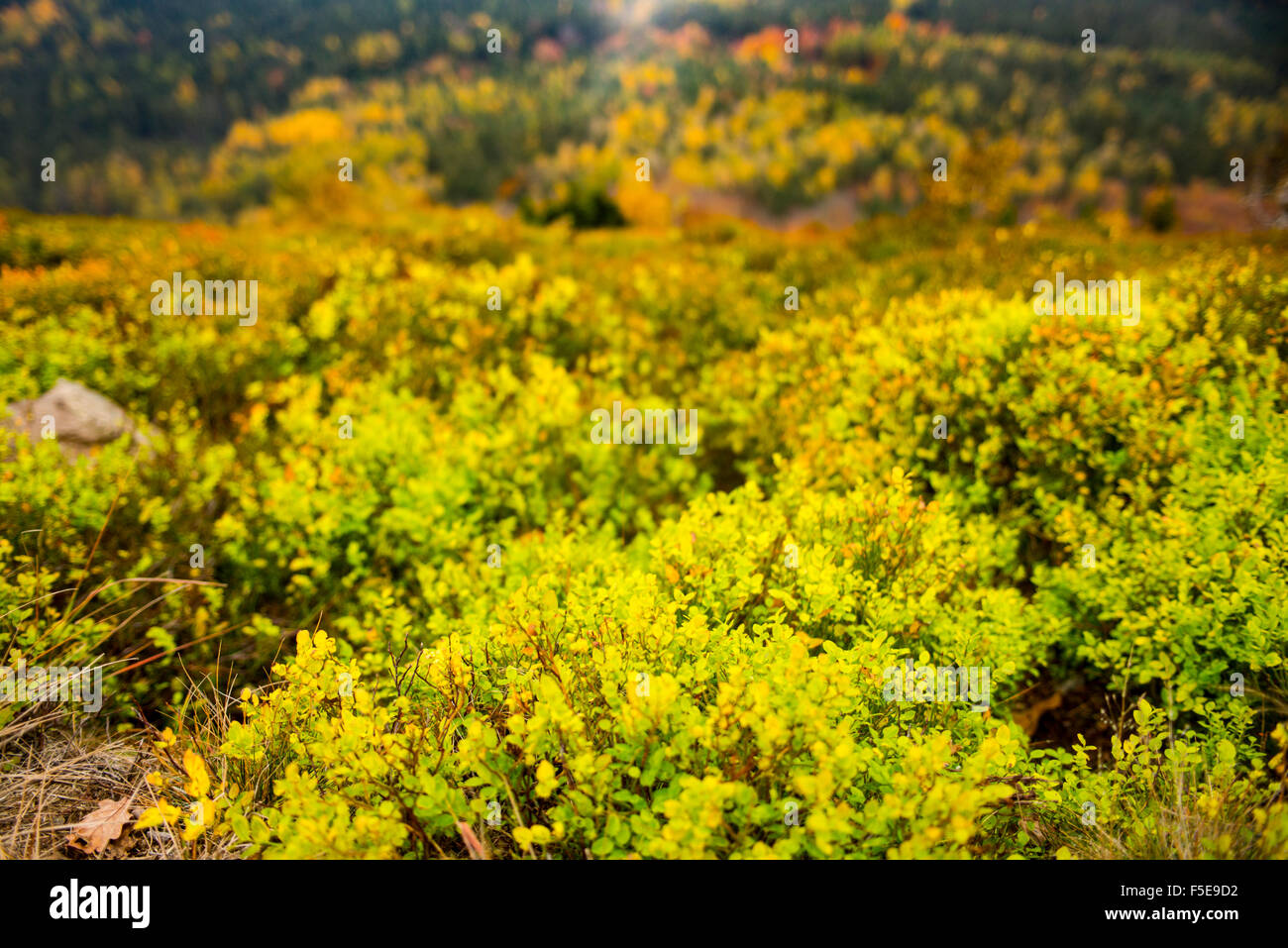 Mixed forest trees in autumn Stock Photo - Alamy