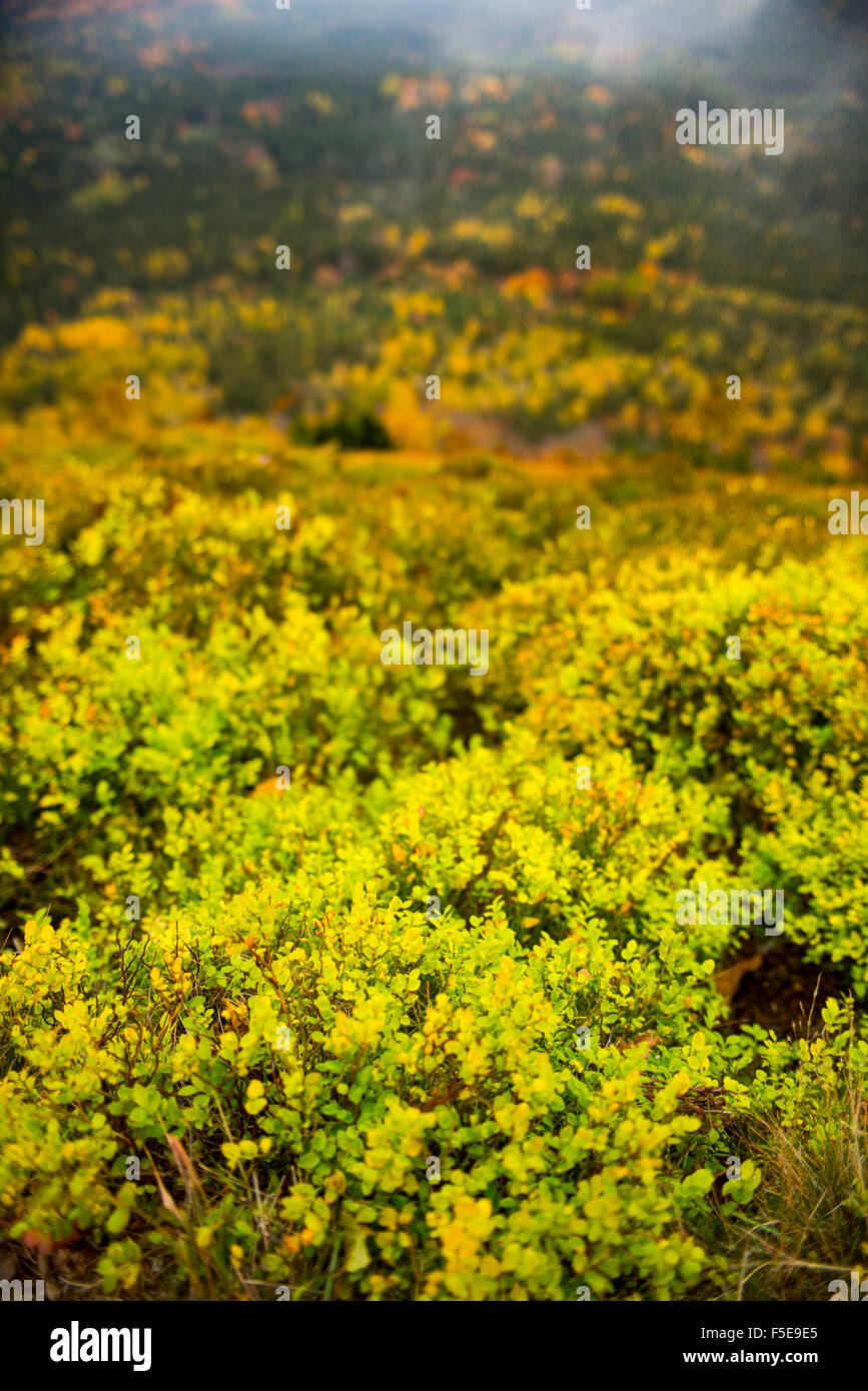 Mixed forest trees in autumn Stock Photo - Alamy
