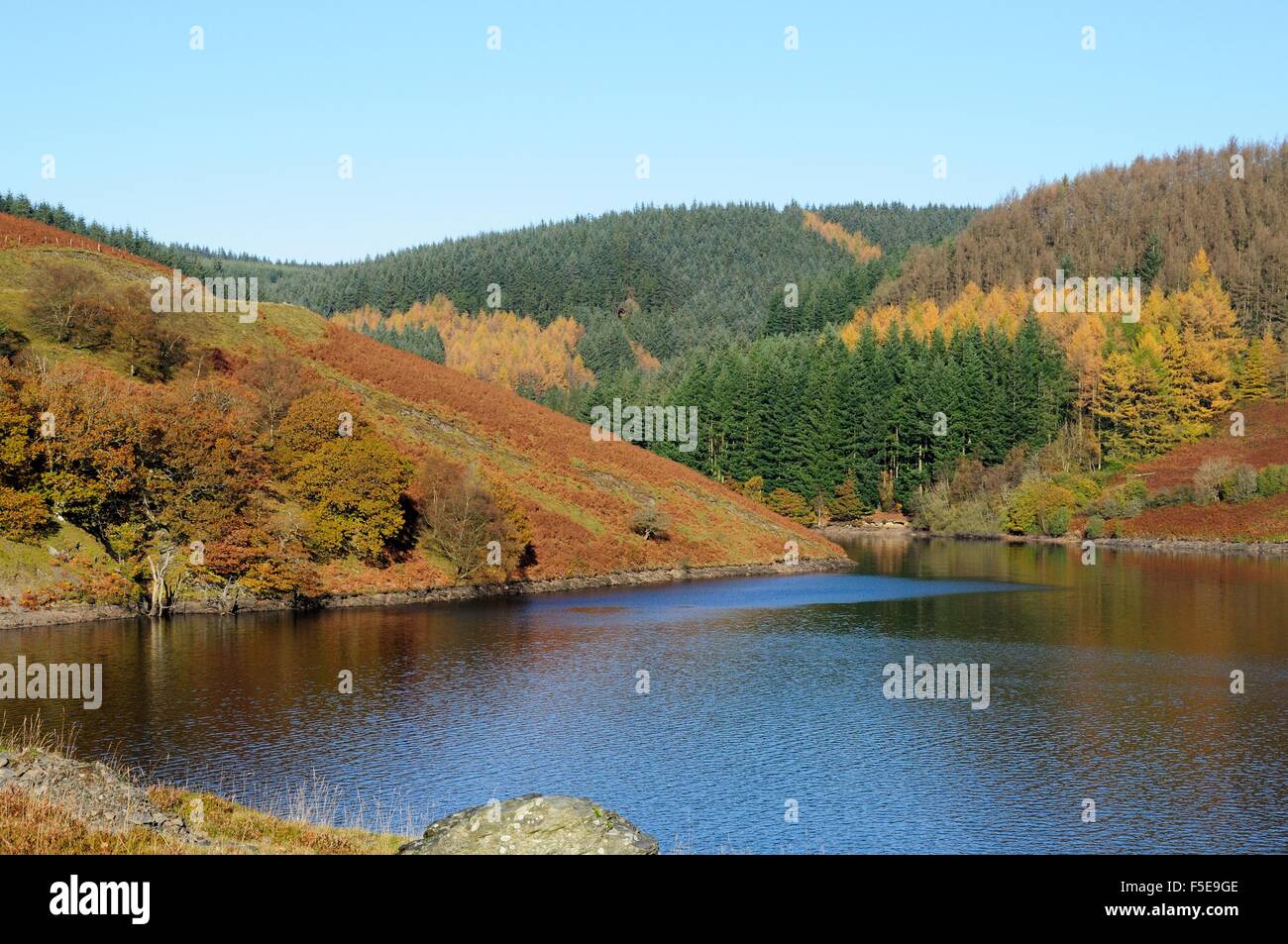Autumn trees reflected in Llyn Brianne reservoir Rhandirmwyn Cambrian ...