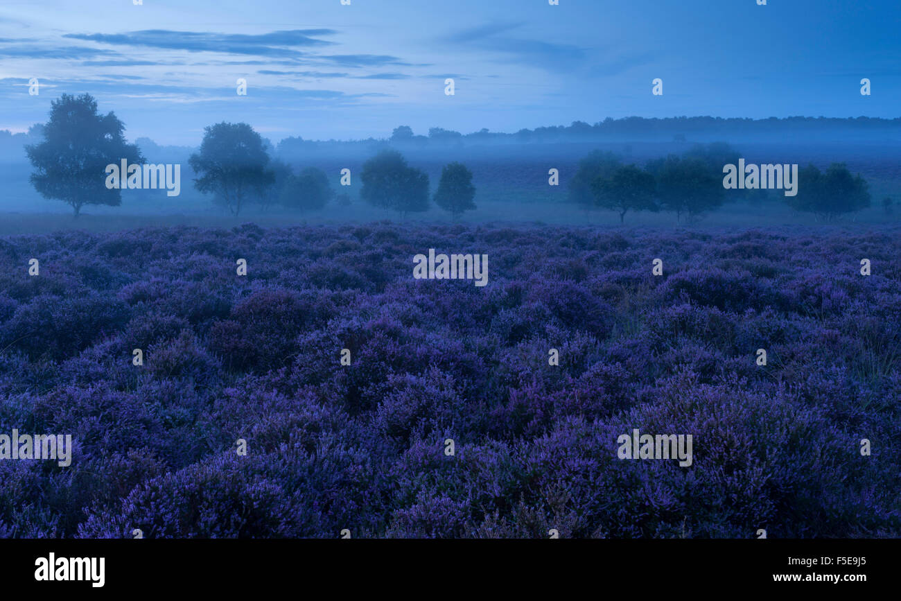 A view of the beautiful heathland with intense heather colours at ...