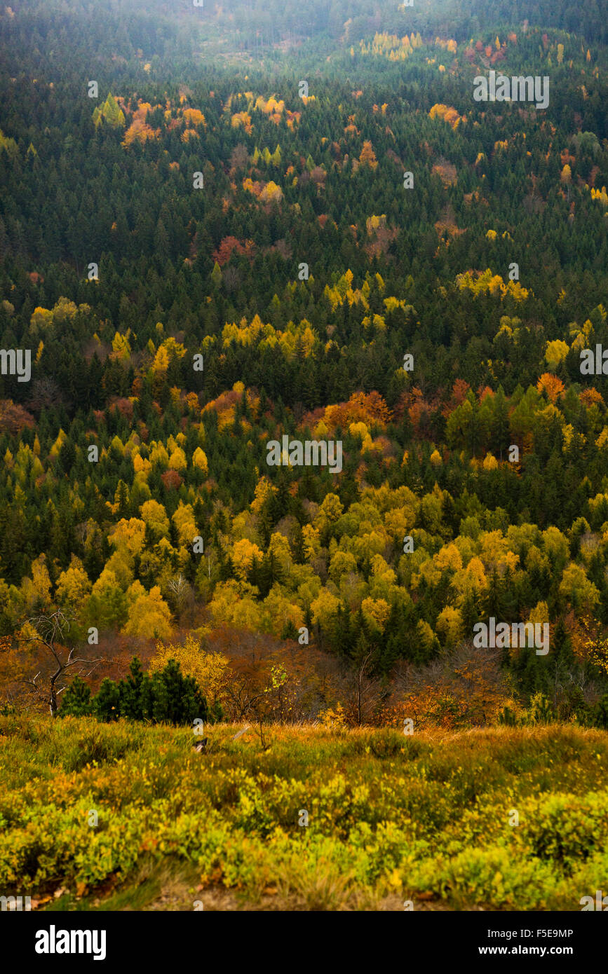Mixed forest trees in autumn Stock Photo - Alamy