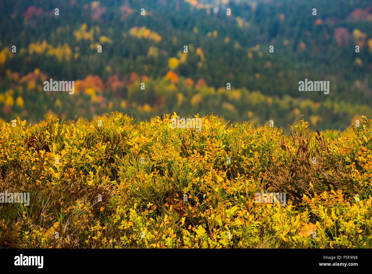 Mixed forest trees in autumn Stock Photo - Alamy
