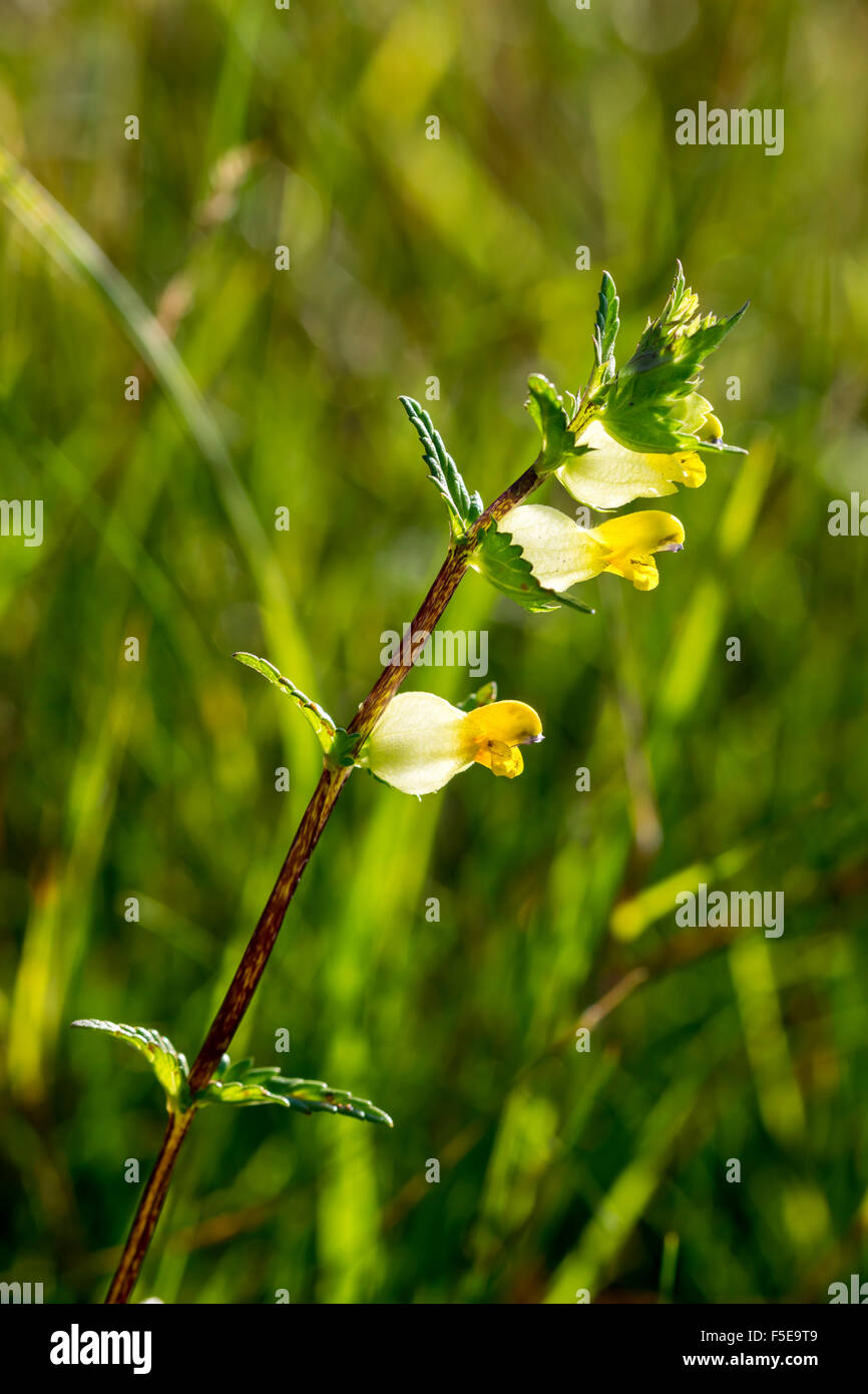 Yellow rattle Rhinanthus minor Stock Photo - Alamy