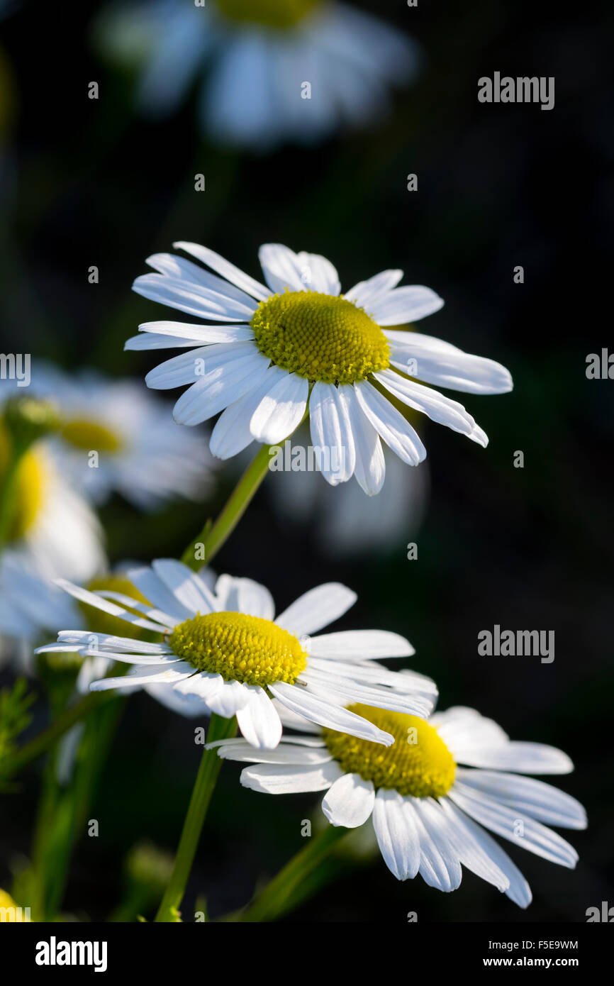 Scentless mayweed Matricaria maritima Stock Photo - Alamy