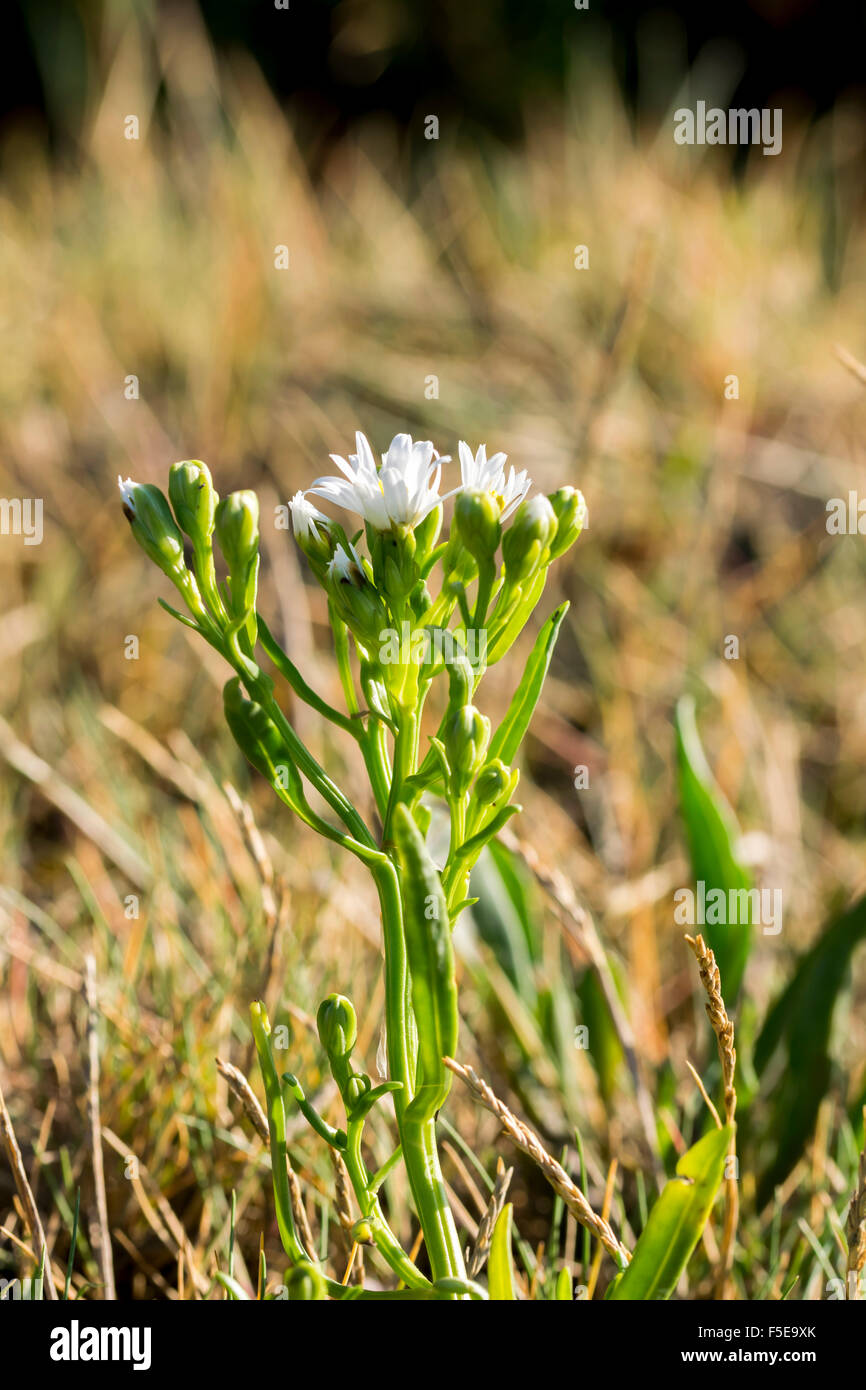 Sea aster Aster tripolium Stock Photo - Alamy