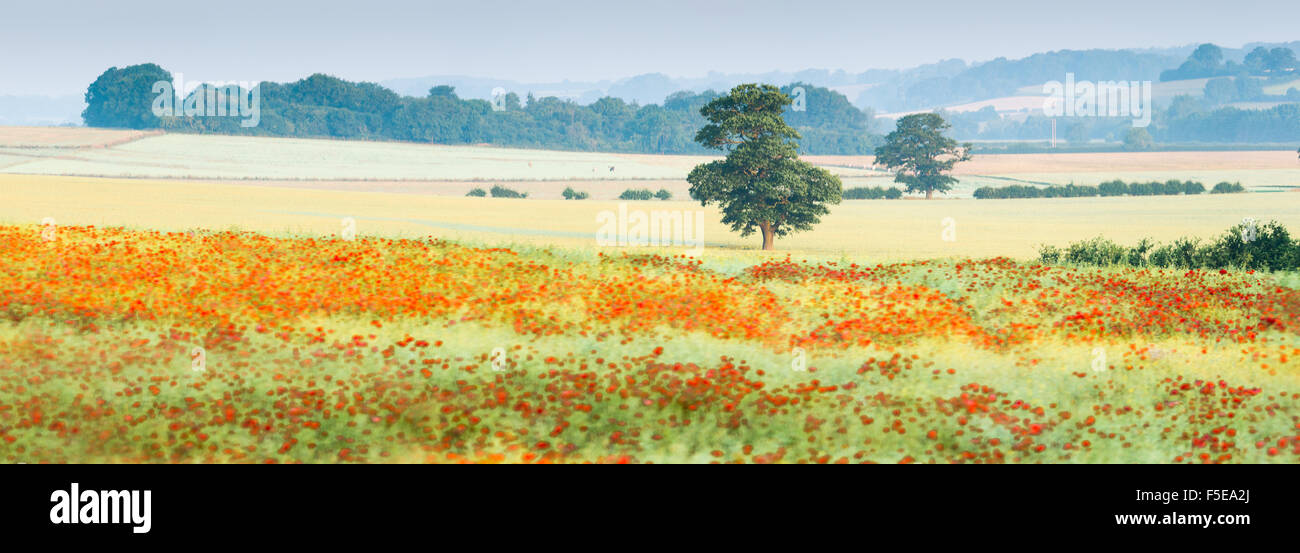Poppy fields hi-res stock photography and images - Alamy