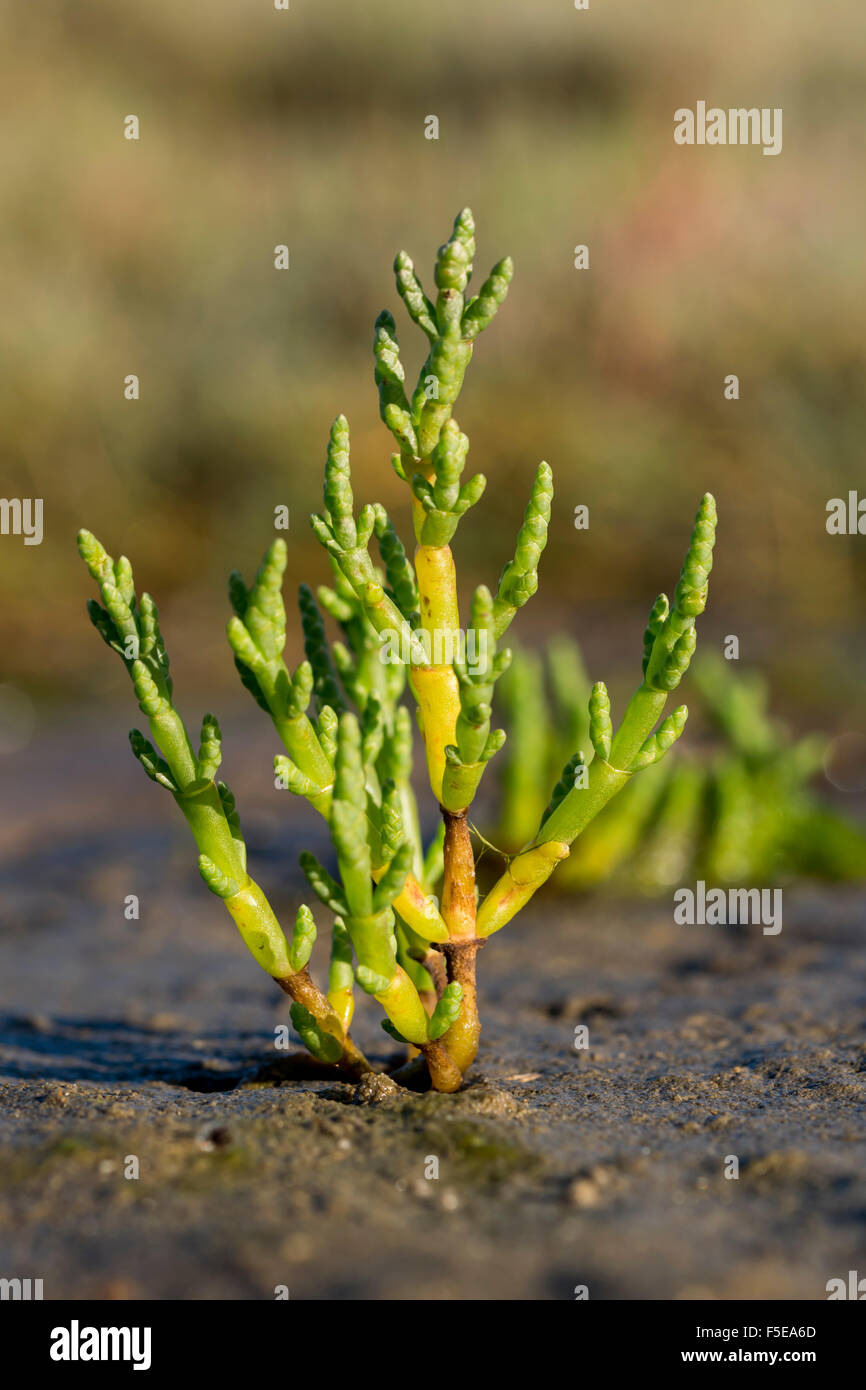 Perennial glasswort Arthrocnemum perenne growing on salt marsh at Red ...