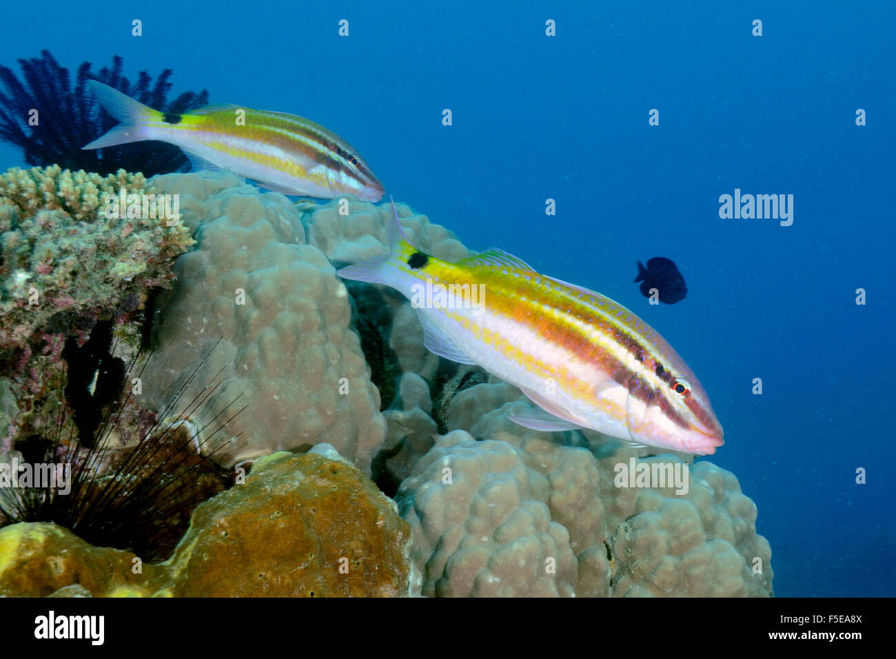 Blacksaddle goatfish, Parupeneus spilurus, in a coral reef, Seche ...