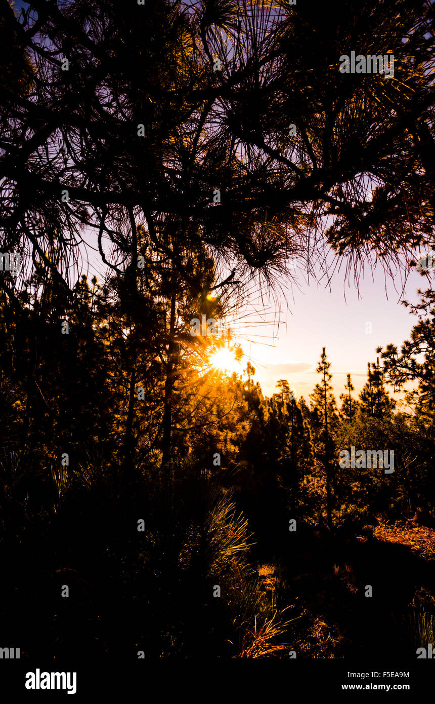 Morning Scene in the Forest Stock Photo - Alamy