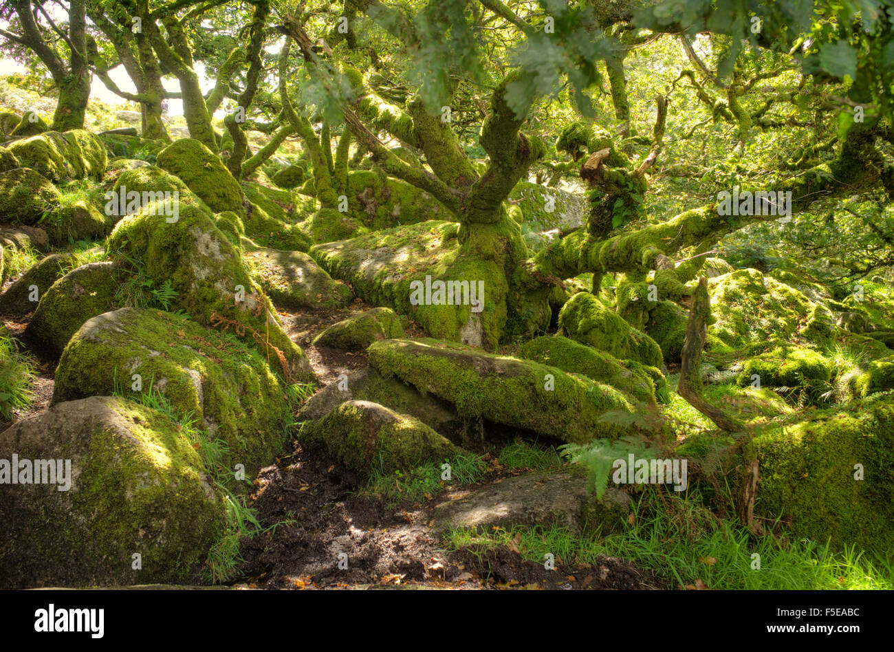 Wistman's Wood, ancient oak woodland, Dartmoor, Devon, England, United ...