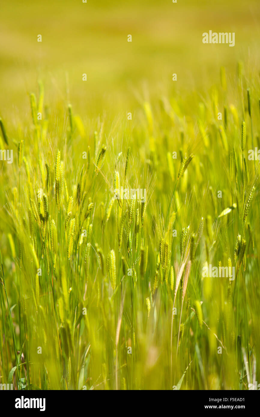 England barley hi-res stock photography and images - Alamy