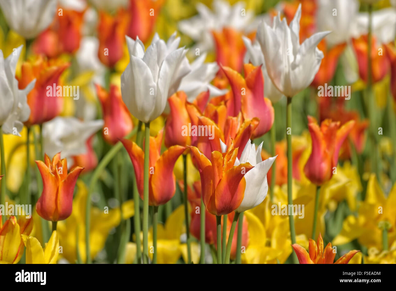 Orange and white tulips in the field Stock Photo - Alamy