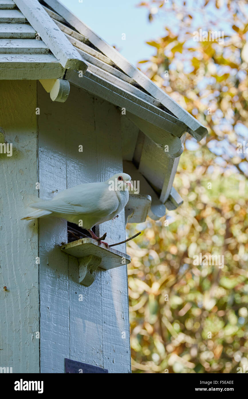 Dovecot hi-res stock photography and images - Alamy