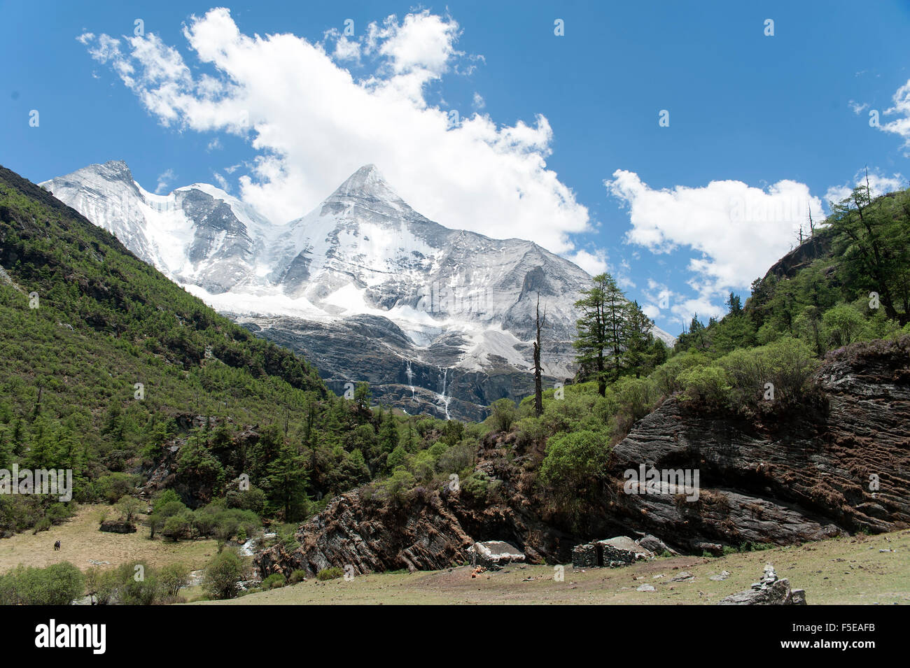 Tibet snow mountain with Grassland in China Stock Photo - Alamy