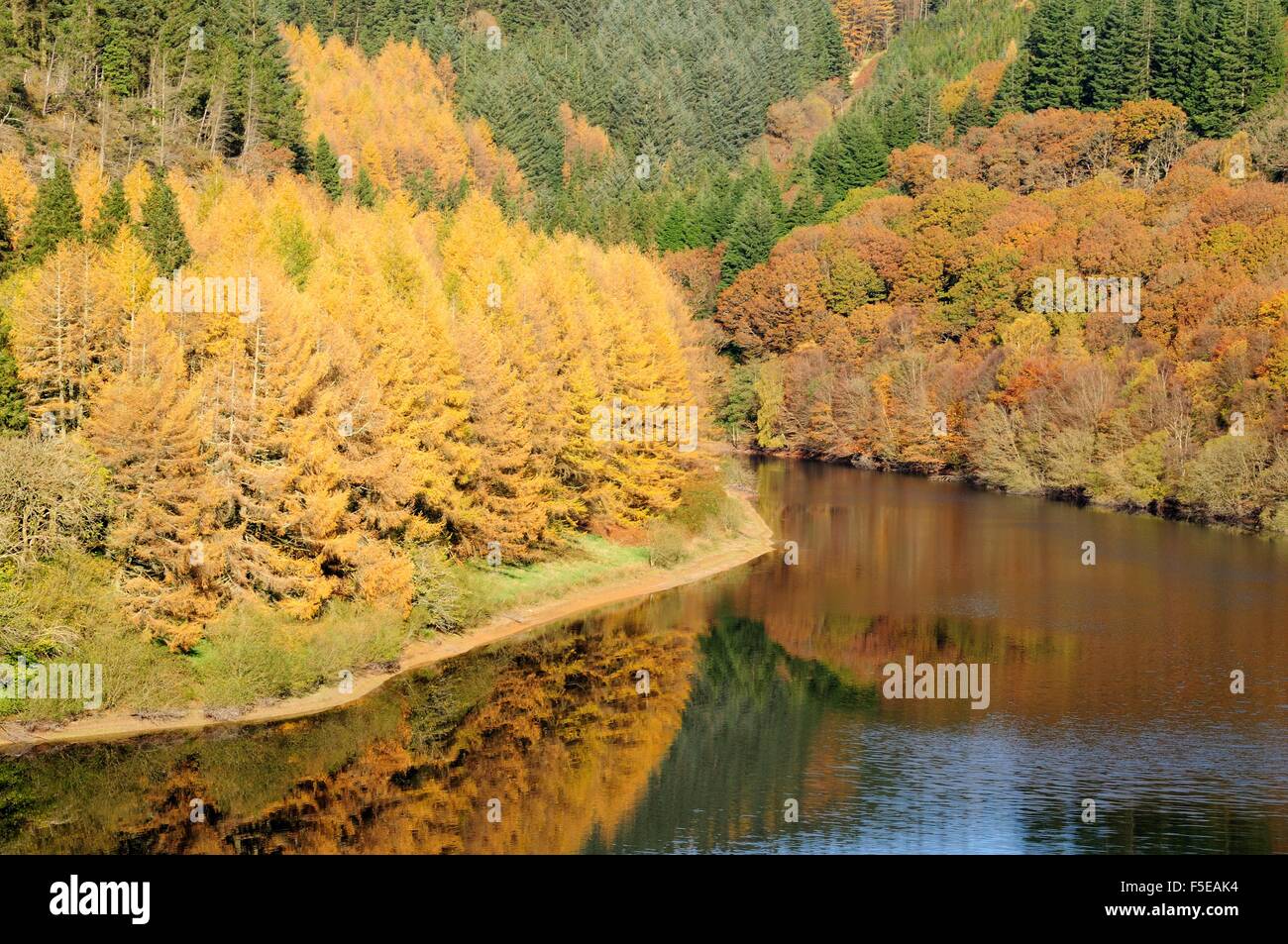 Autumn trees reflected in Llyn Brianne reservoir Rhandirmwyn Cambrian ...