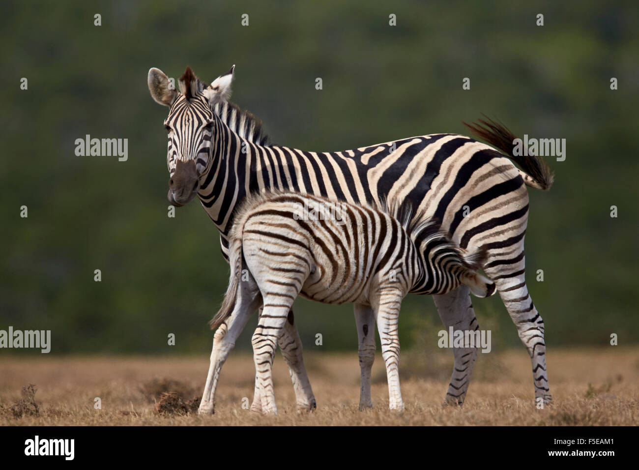 Plains zebra hi-res stock photography and images - Alamy