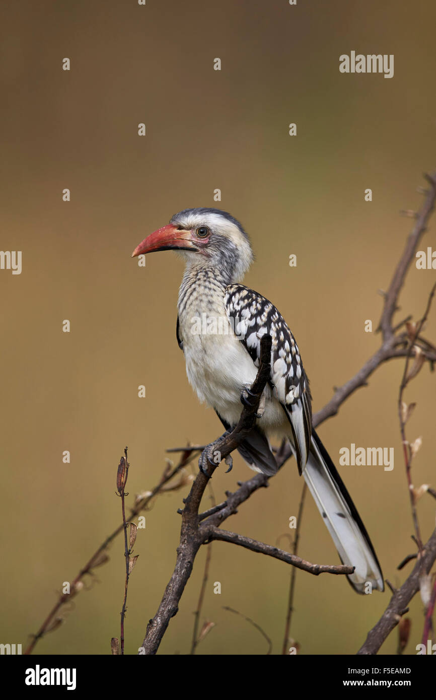 Southern red-billed hornbill (Tockus rufirostris), Kruger National Park ...
