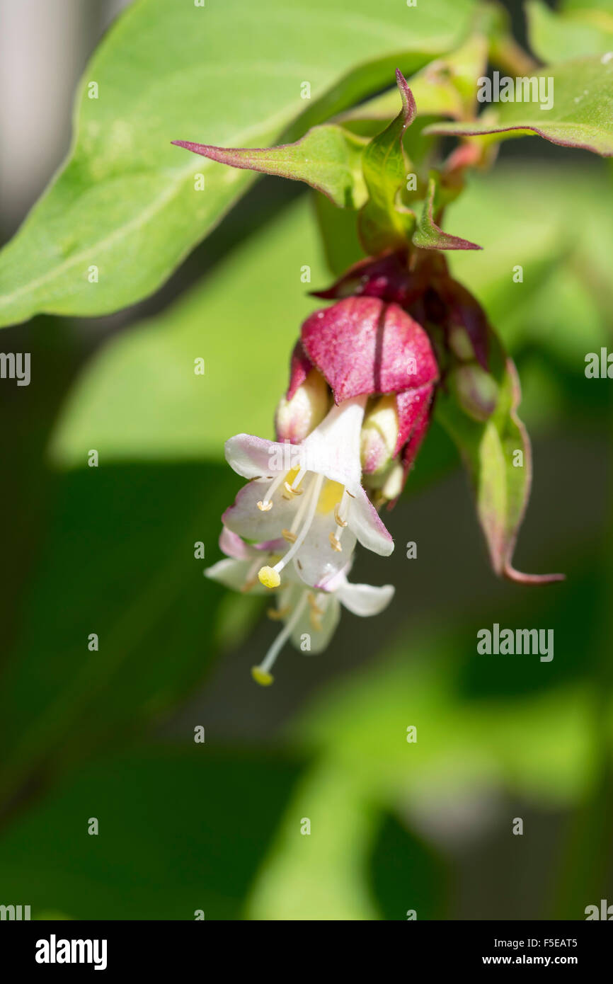 Leycesteria formosa Himalayan honeysuckle Stock Photo - Alamy