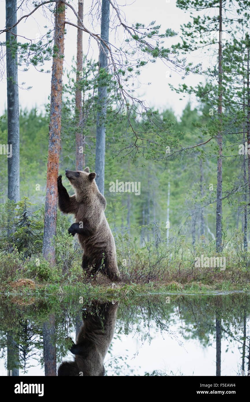 Brown bear (ursus arctos) rearing up hi-res stock photography and ...