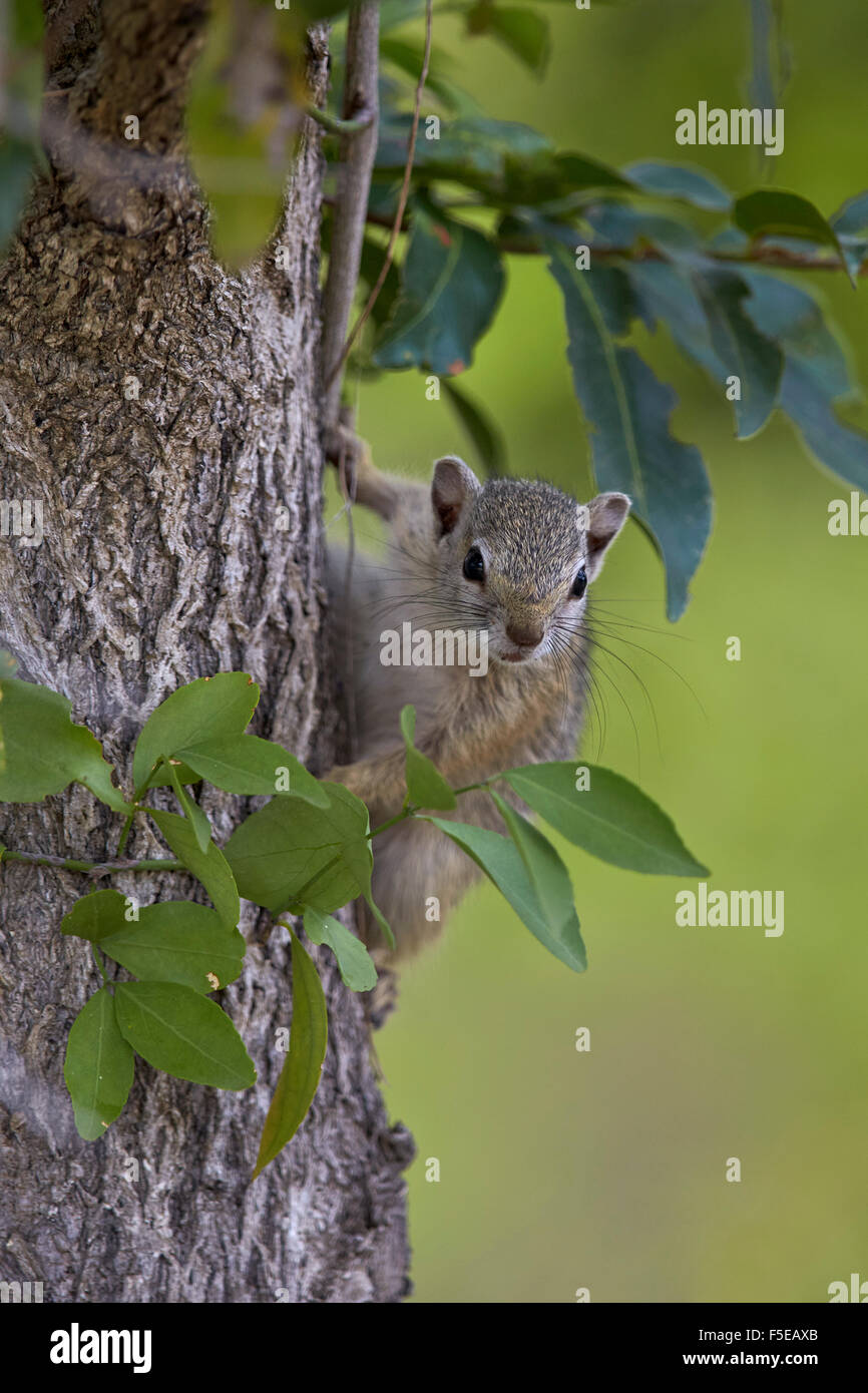 Tree squirrel (Smith's bush squirrel) (yellow-footed squirrel ...