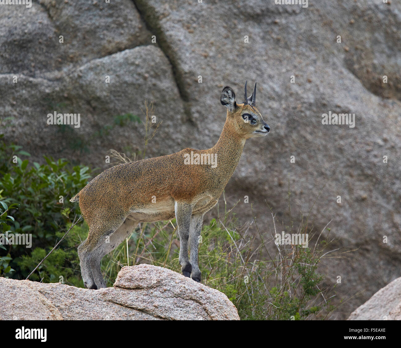 Klipspringer (Oreotragus oreotragus) male, Kruger National Park, South ...