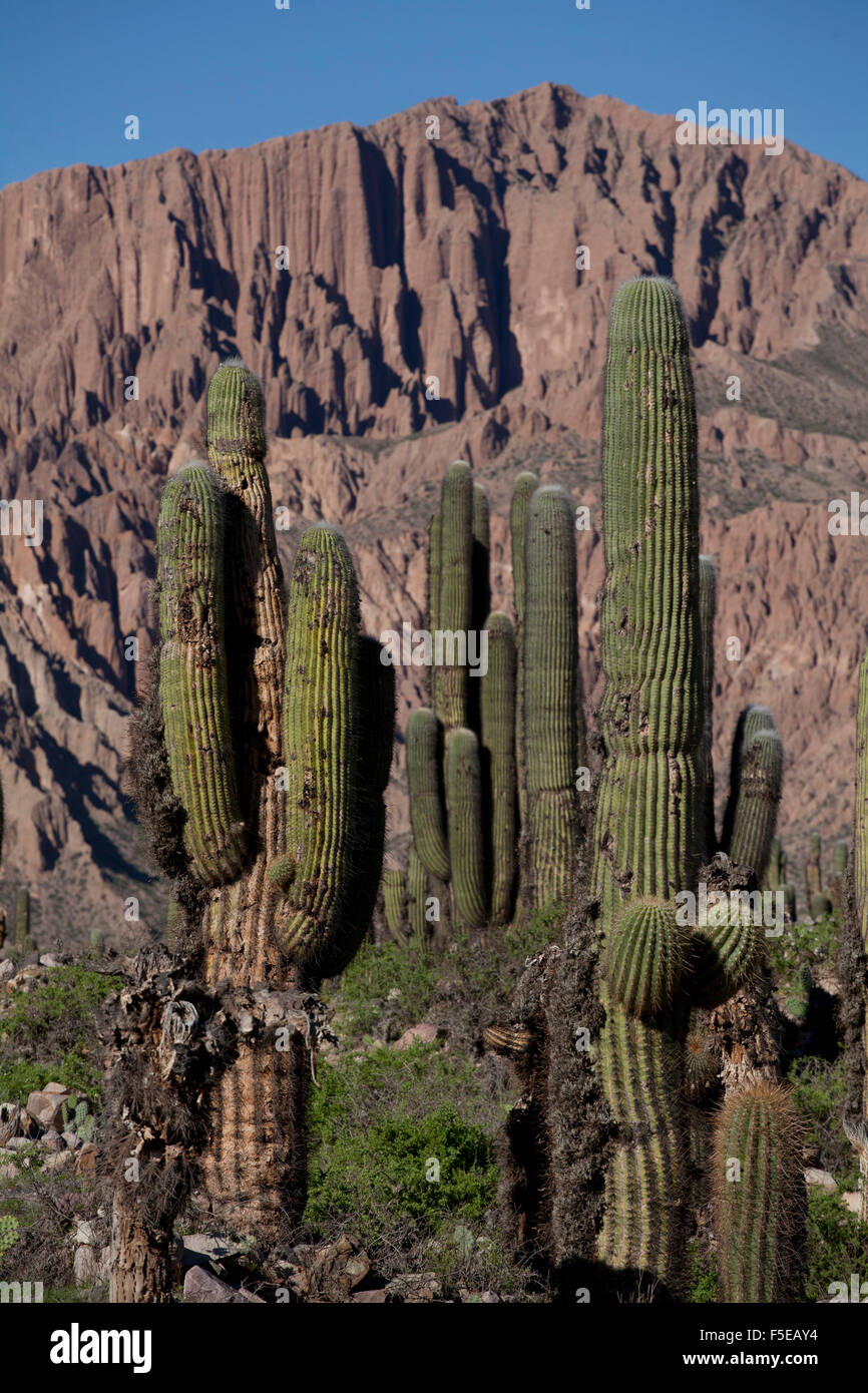 Arid region nature hi-res stock photography and images - Alamy