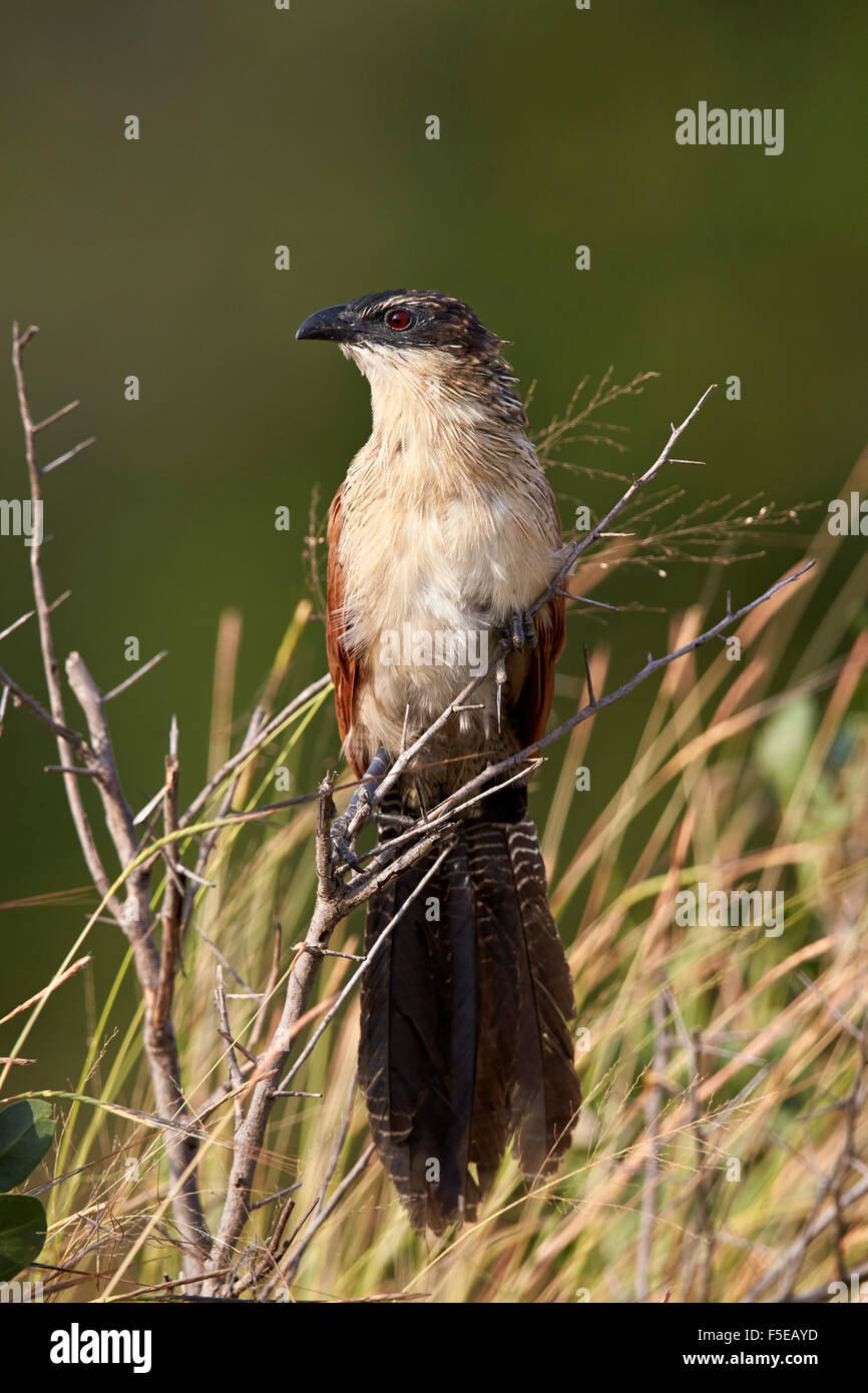 Burchell's coucal (Centropus burchellii), Kruger National Park, South ...