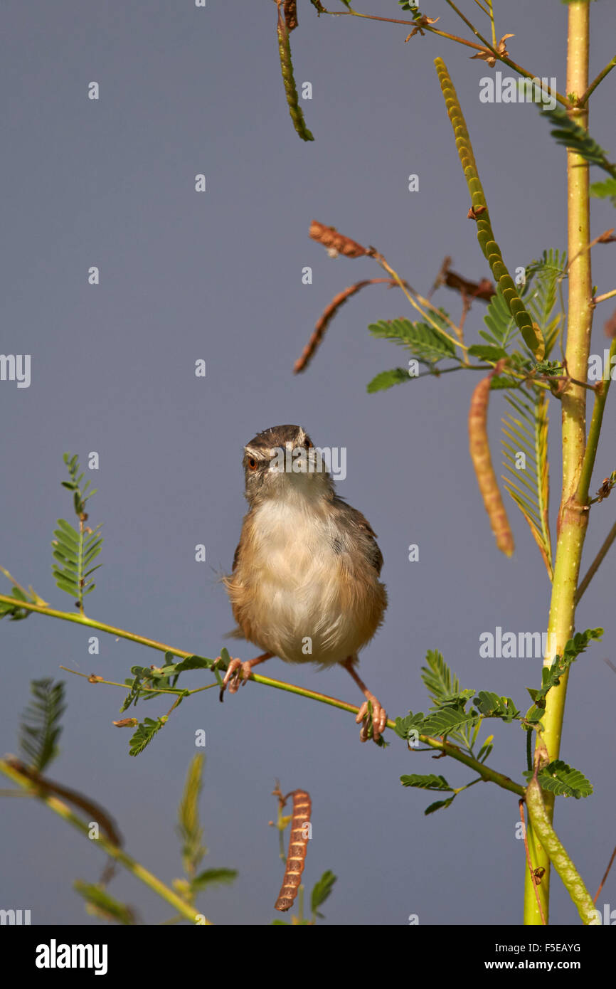 Prinia subflava hi-res stock photography and images - Alamy
