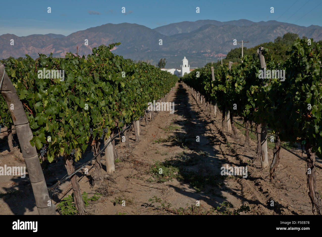 Salta argentina vineyard hi-res stock photography and images - Alamy