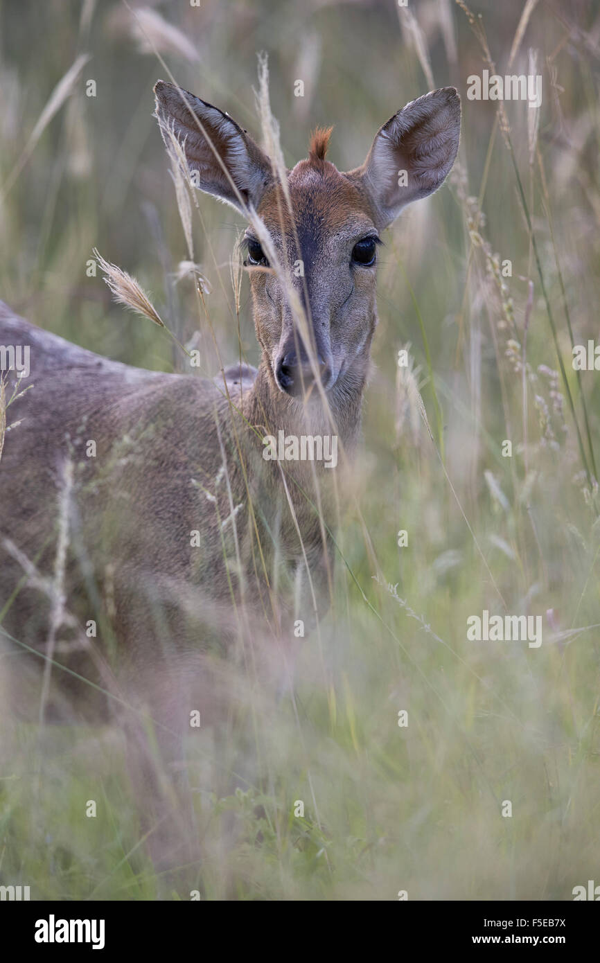 Common duiker (grey duiker) (bush duiker) (Sylvicapra grimmia), female ...