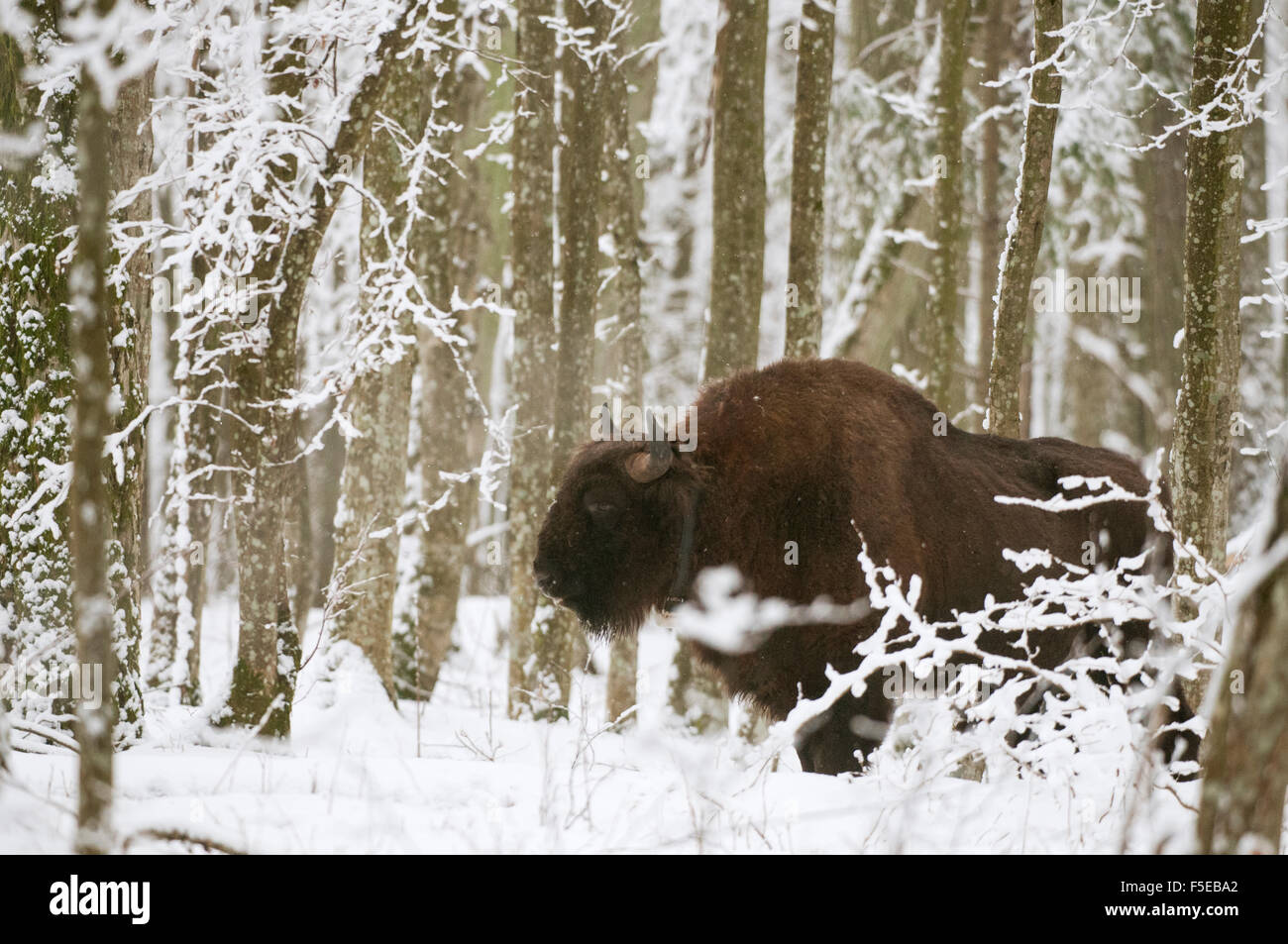European bison (Bison bonasus) bull with radio tracking collar ...