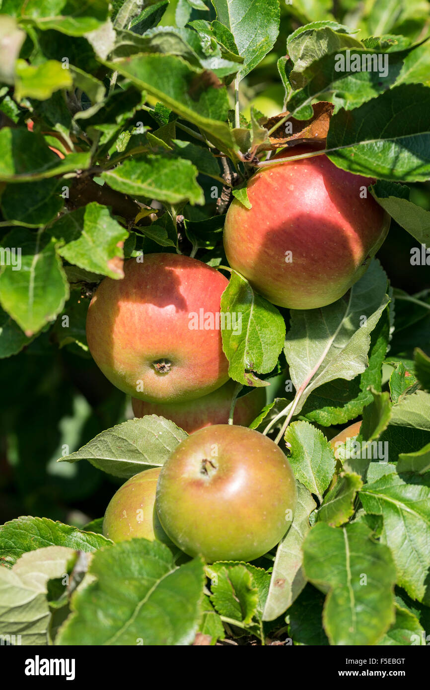Family apple tree hi-res stock photography and images - Alamy