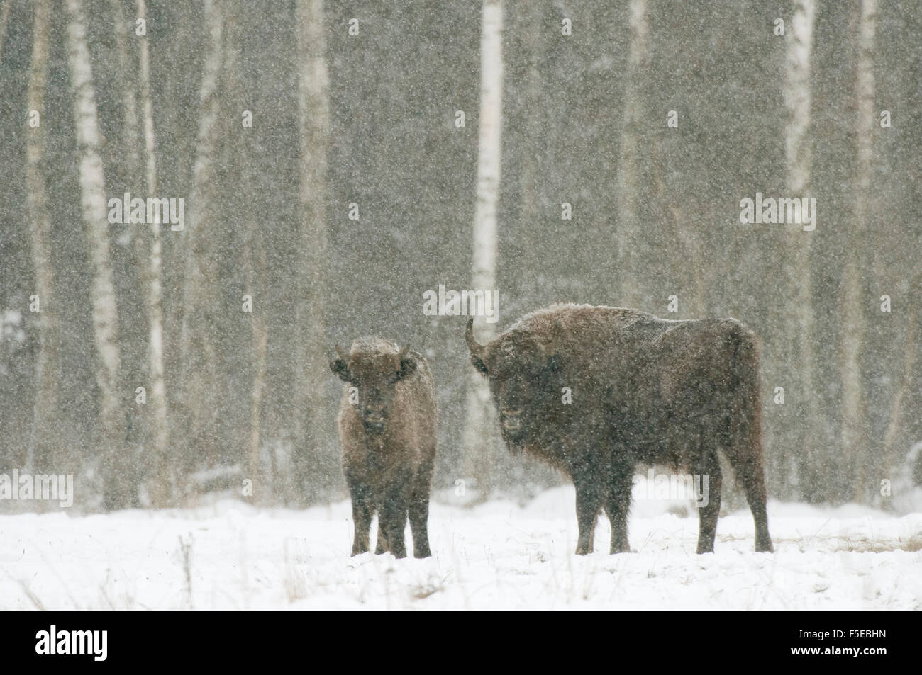 European bison (Bison bonasus) female with calf, Bialowieza National ...