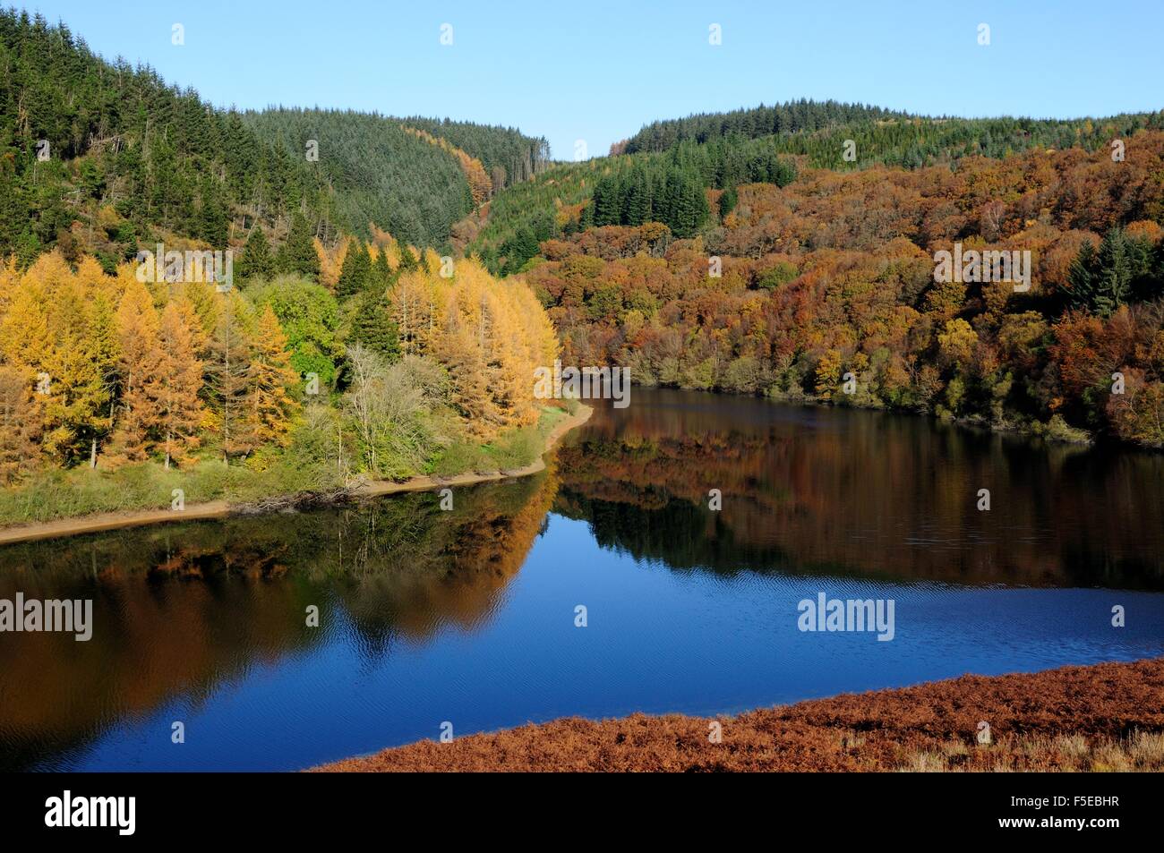 Autumn trees reflected in Llyn Brianne reservoir Rhandirmwyn Cambrian ...