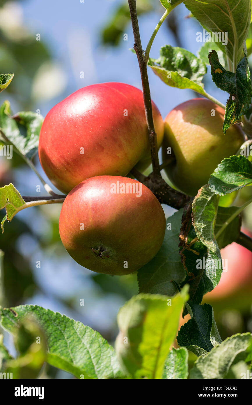 Eating Apples on a Family Apple tree Stock Photo - Alamy