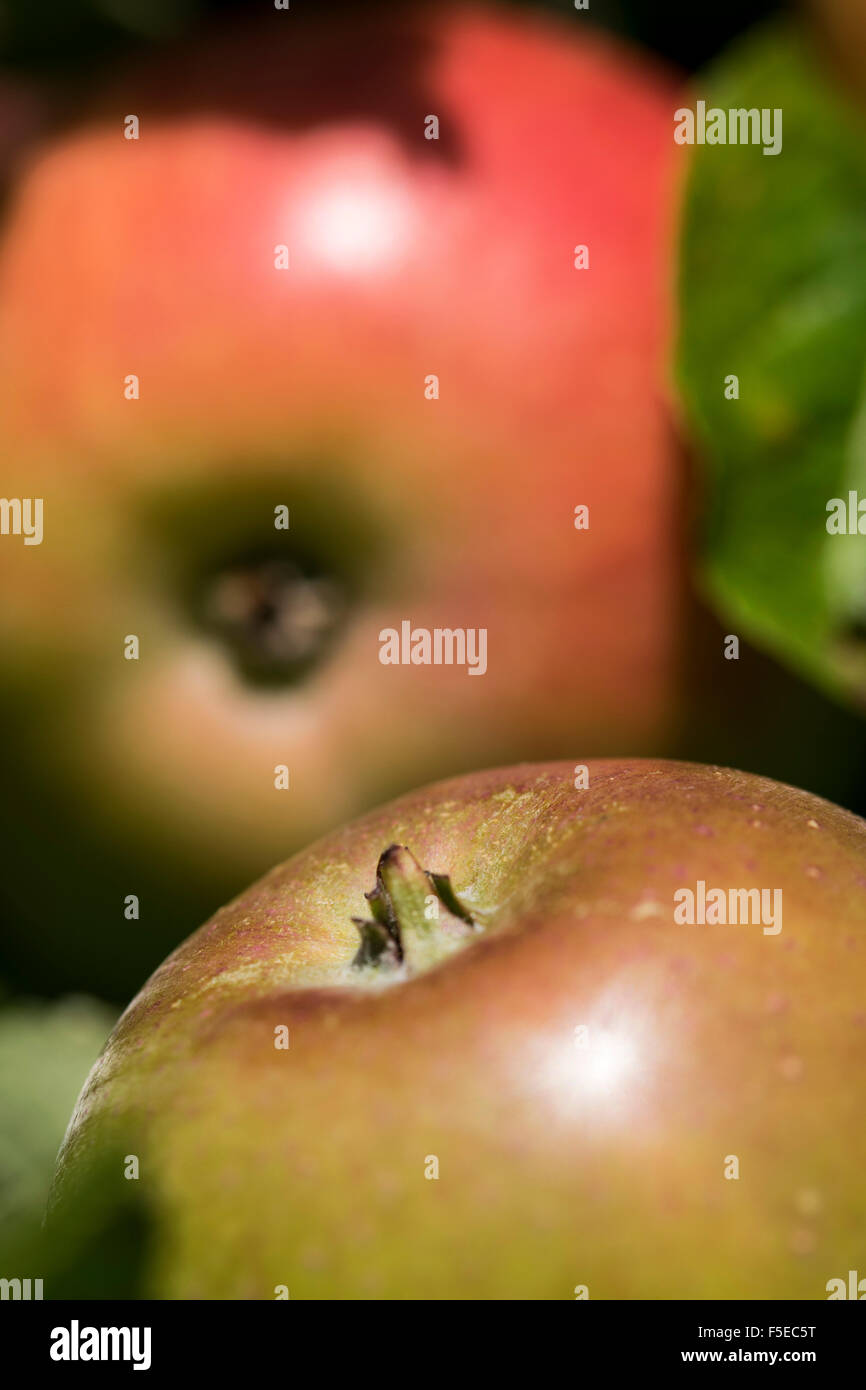 Eating Apples on a Family Apple tree Stock Photo - Alamy