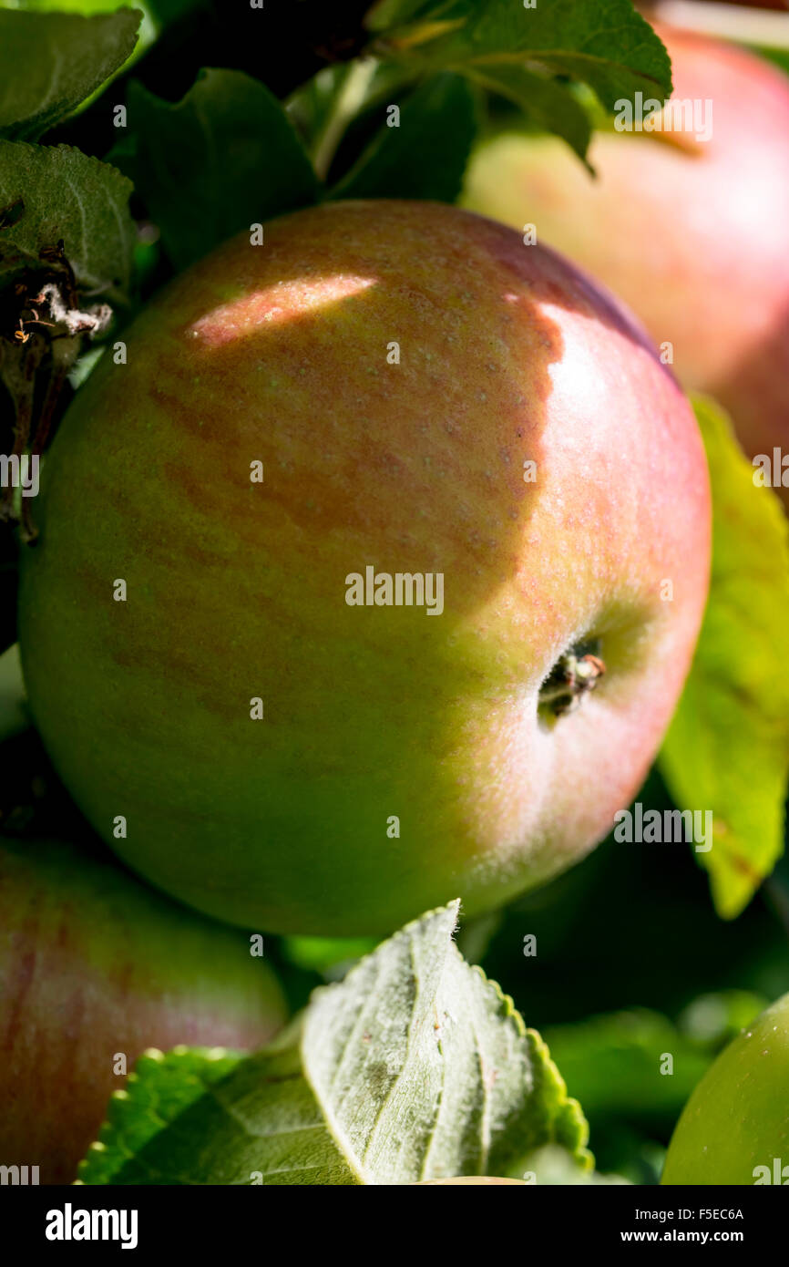 Eating Apples on a Family Apple tree Stock Photo - Alamy
