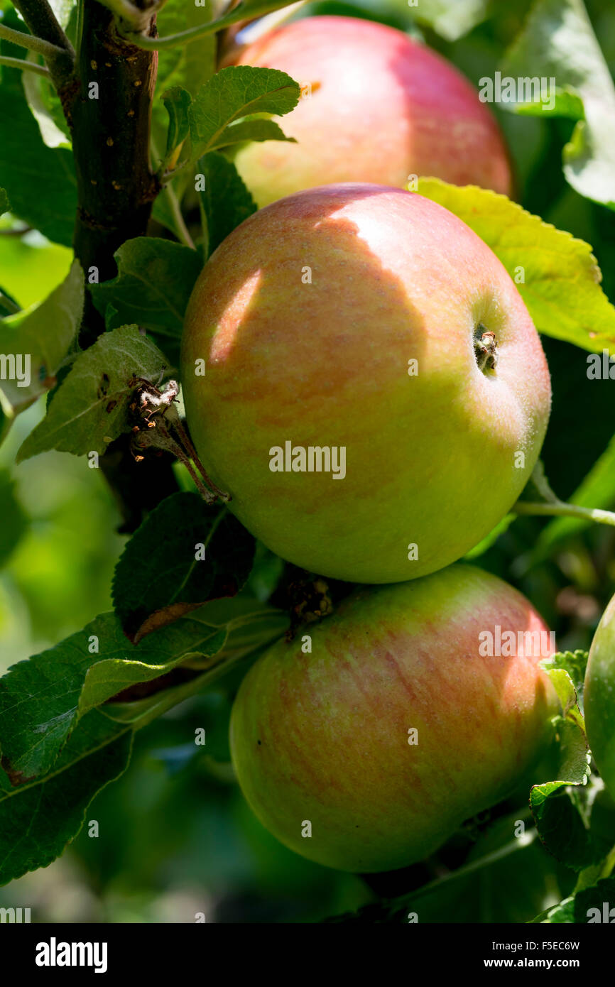 Eating Apples on a Family Apple tree Stock Photo - Alamy