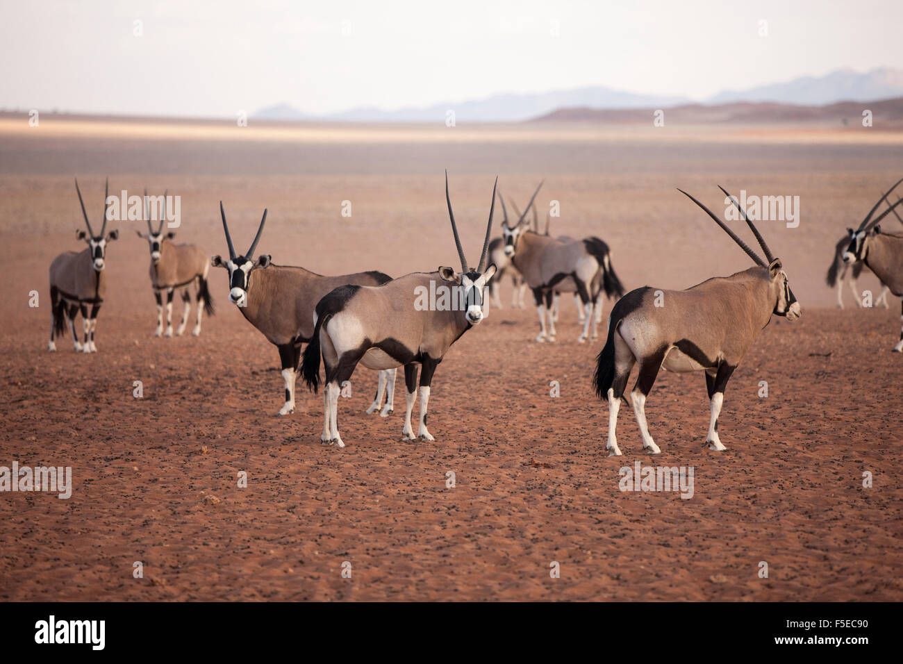 African oryx namib desert hi-res stock photography and images - Alamy