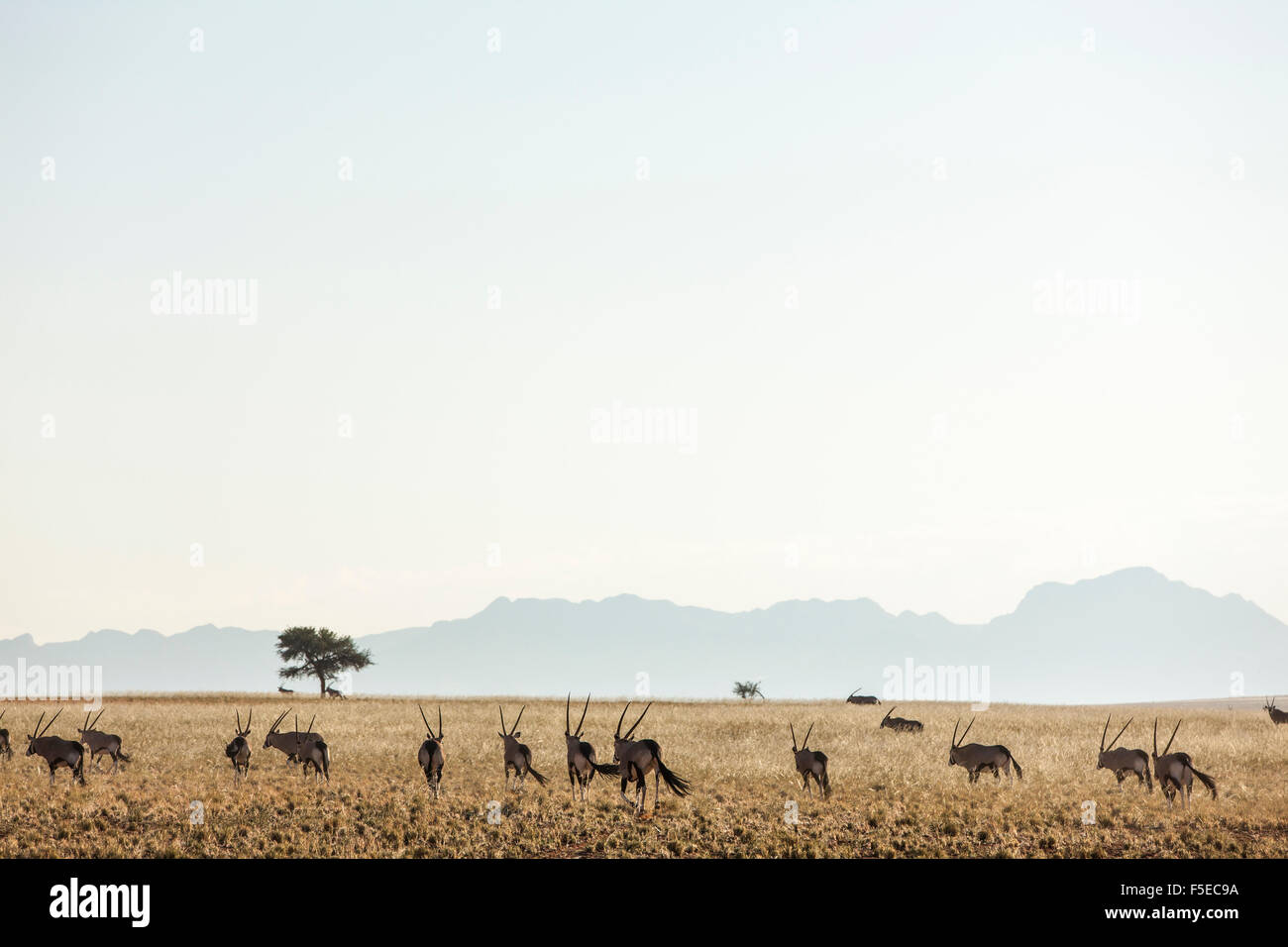 Namib desert wildlife hi-res stock photography and images - Alamy