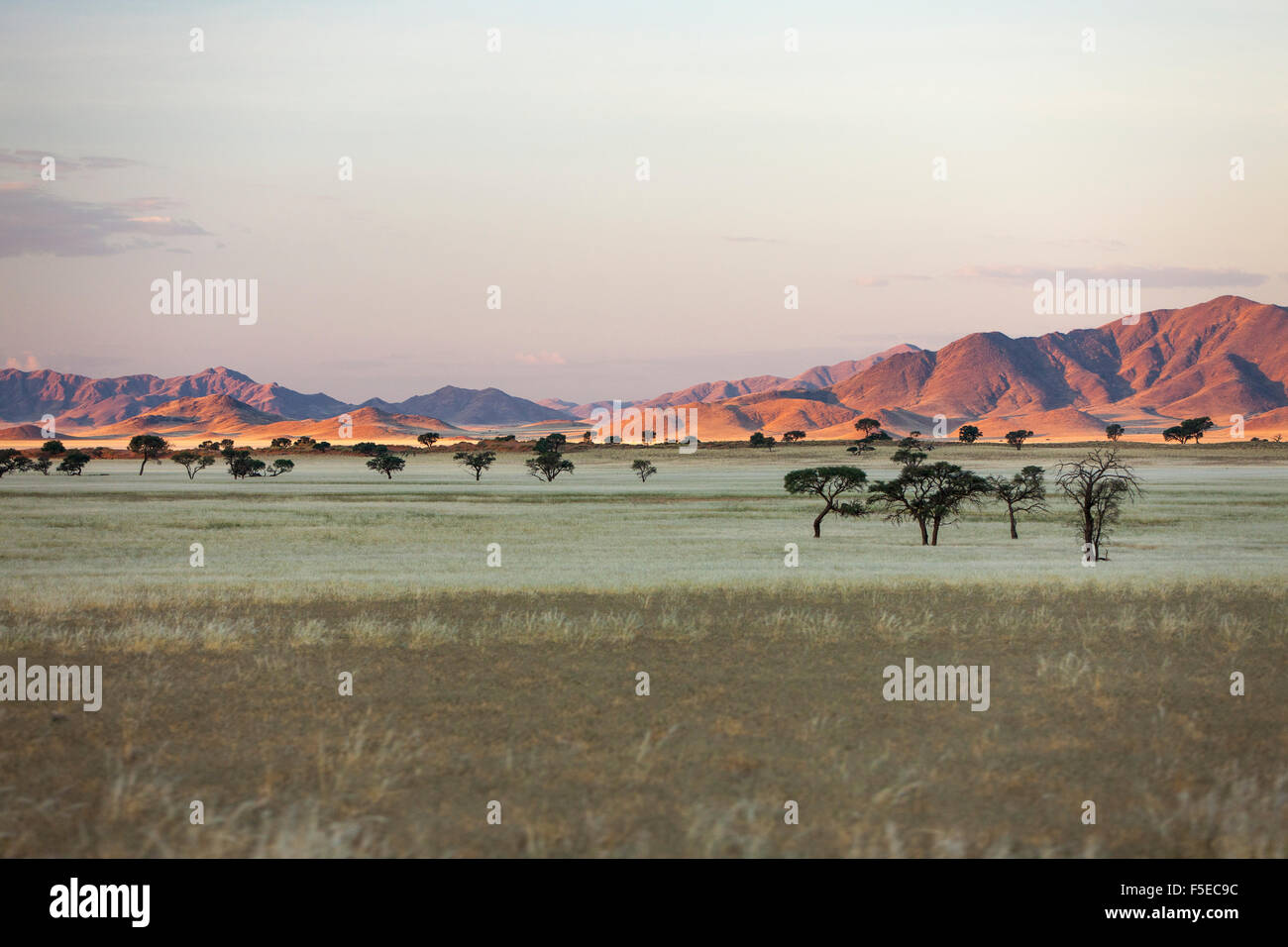 Namib desert wildlife hi-res stock photography and images - Alamy