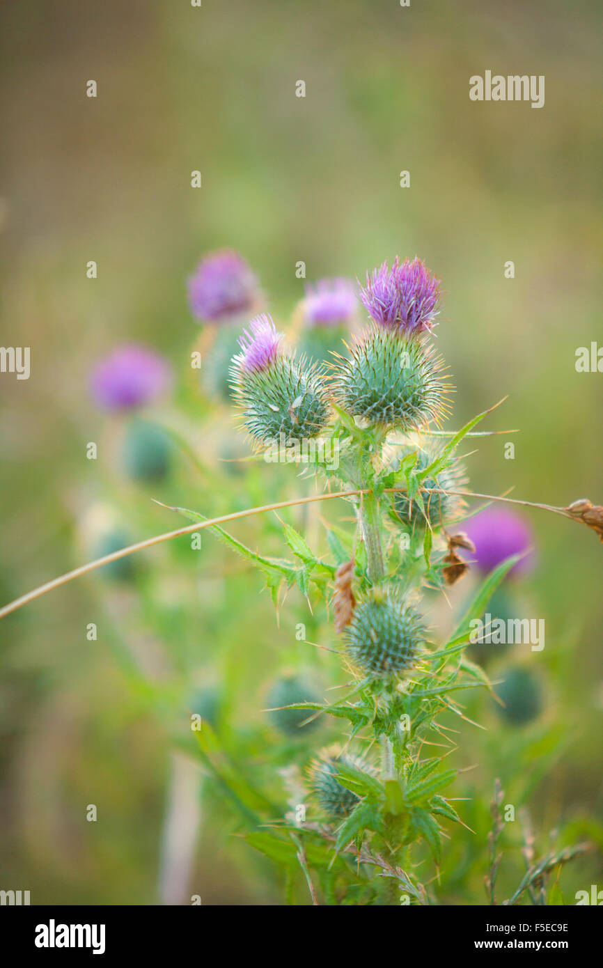 Onopordum acanthium scottish thistle hi-res stock photography and ...