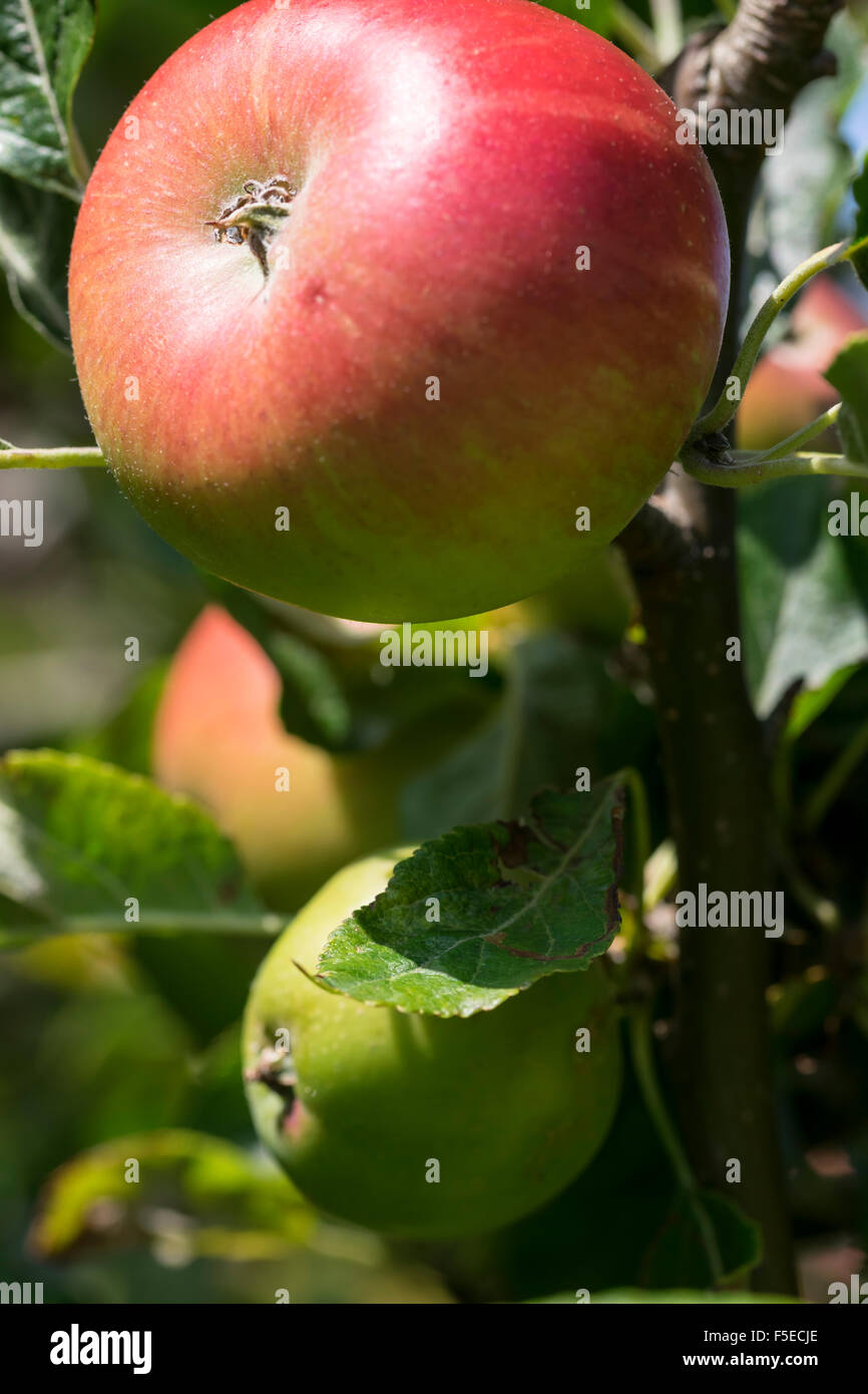 Eating Apples on a Family Apple tree Stock Photo - Alamy