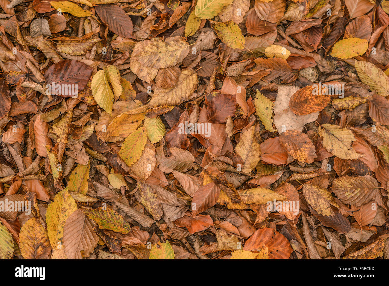 Background of brown leaves hi-res stock photography and images - Alamy