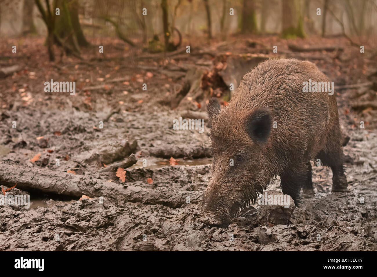 wild boar in muddy forest Stock Photo - Alamy