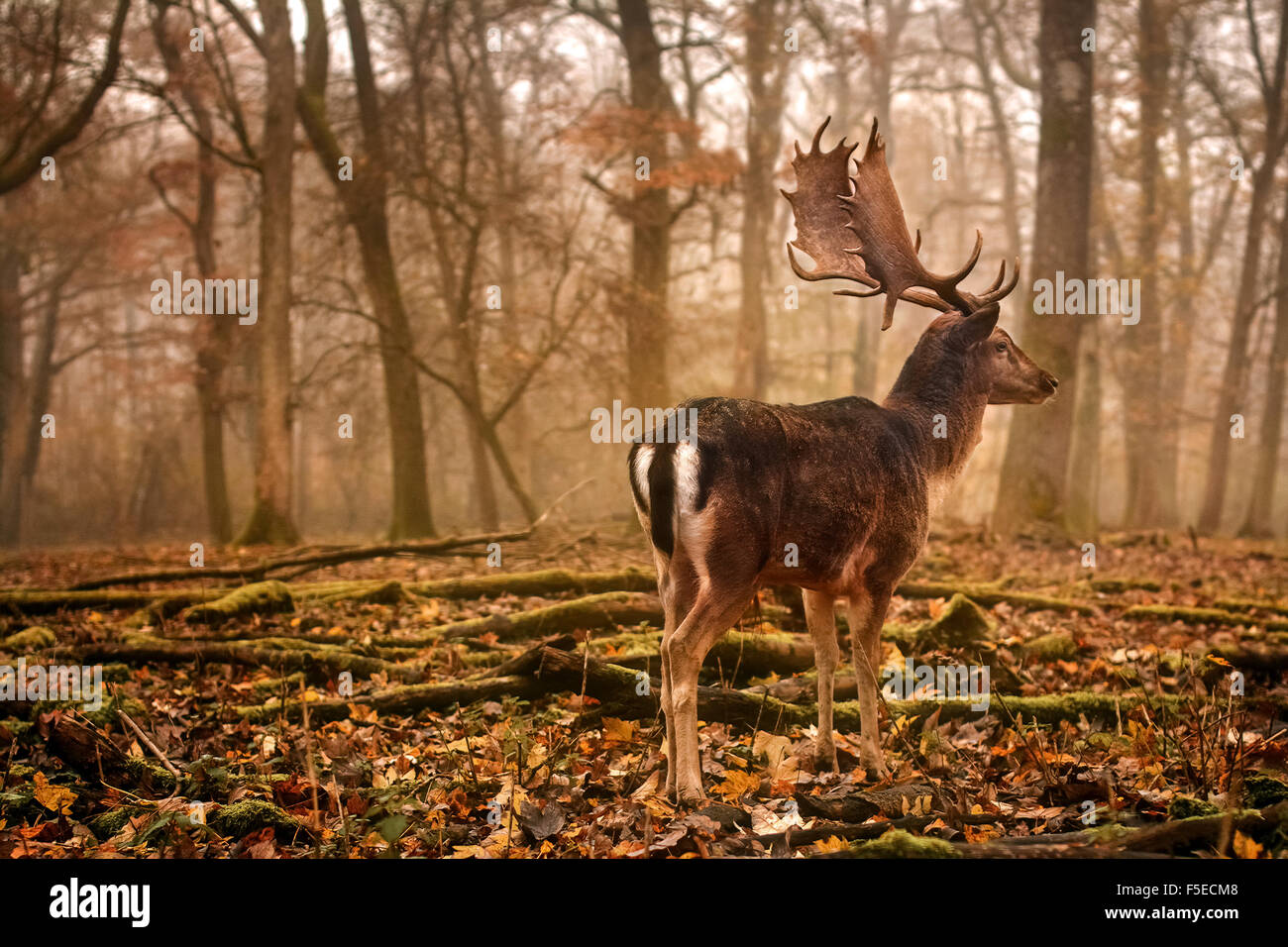 Male dear hi-res stock photography and images - Alamy